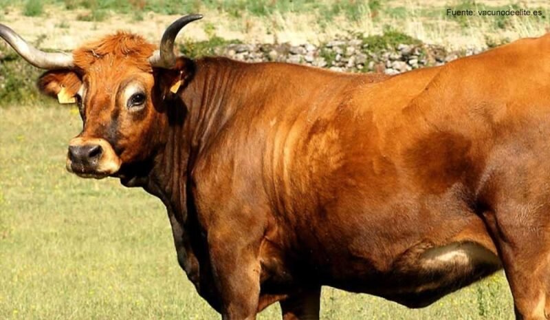Frieiresa – O Lar Da Carne